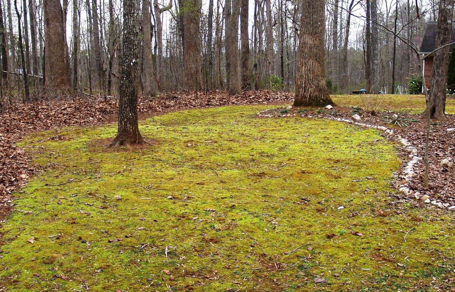 Moss, like it or hate it, shows lawn has problems | Salisbury Post