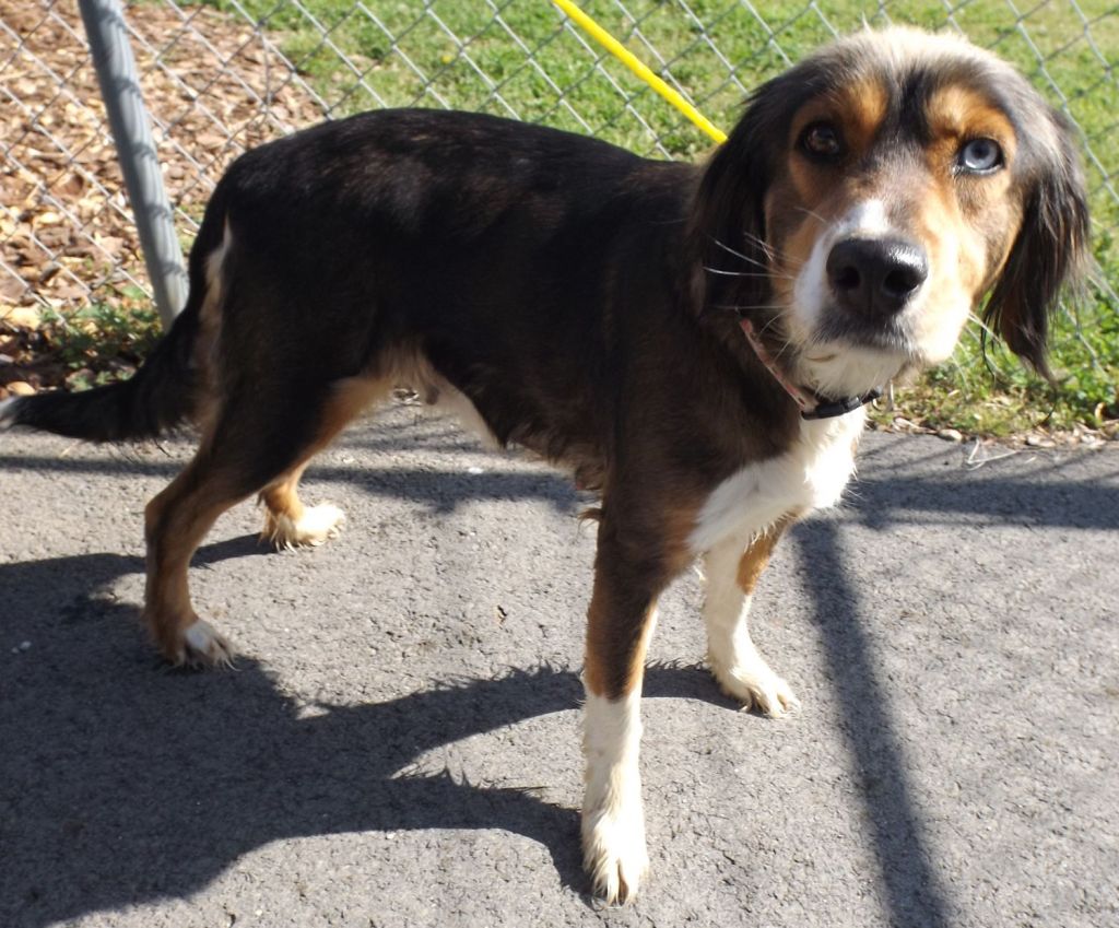 Setter mix and kitten available - Salisbury Post | Salisbury Post