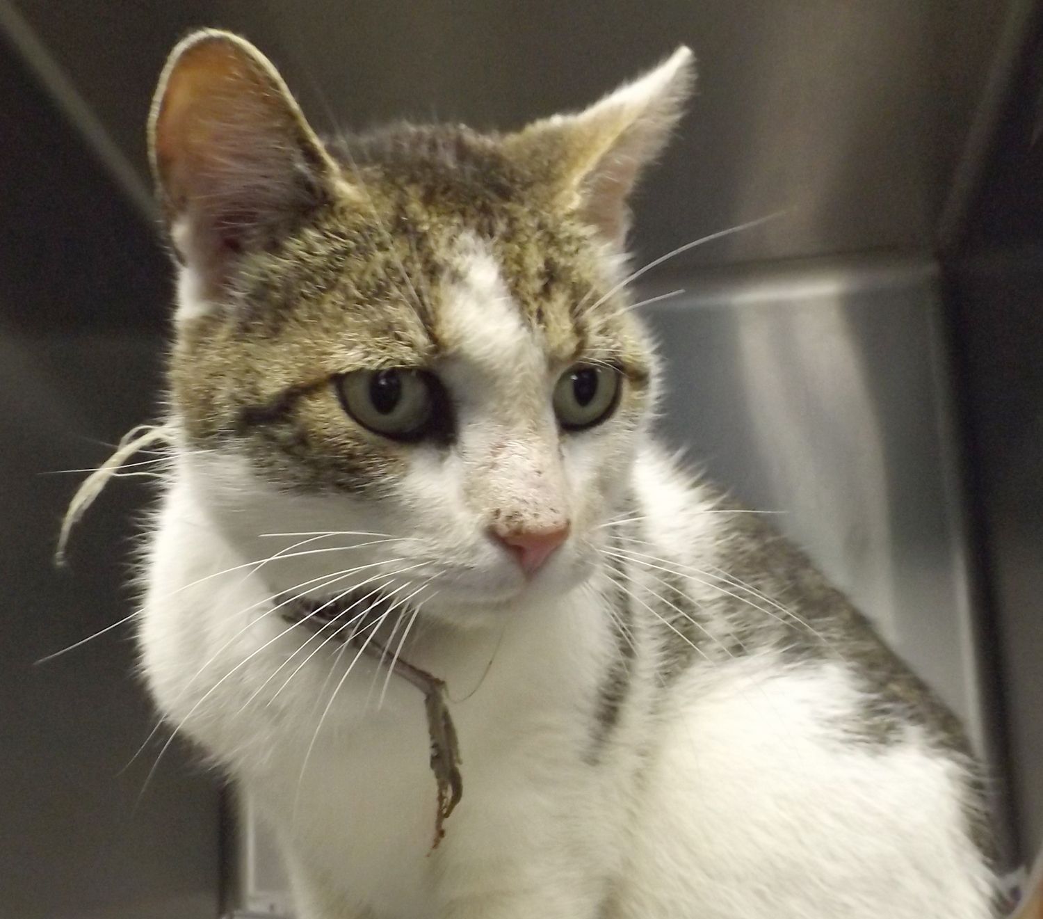 Male cat, female lab mix need homes | Salisbury Post