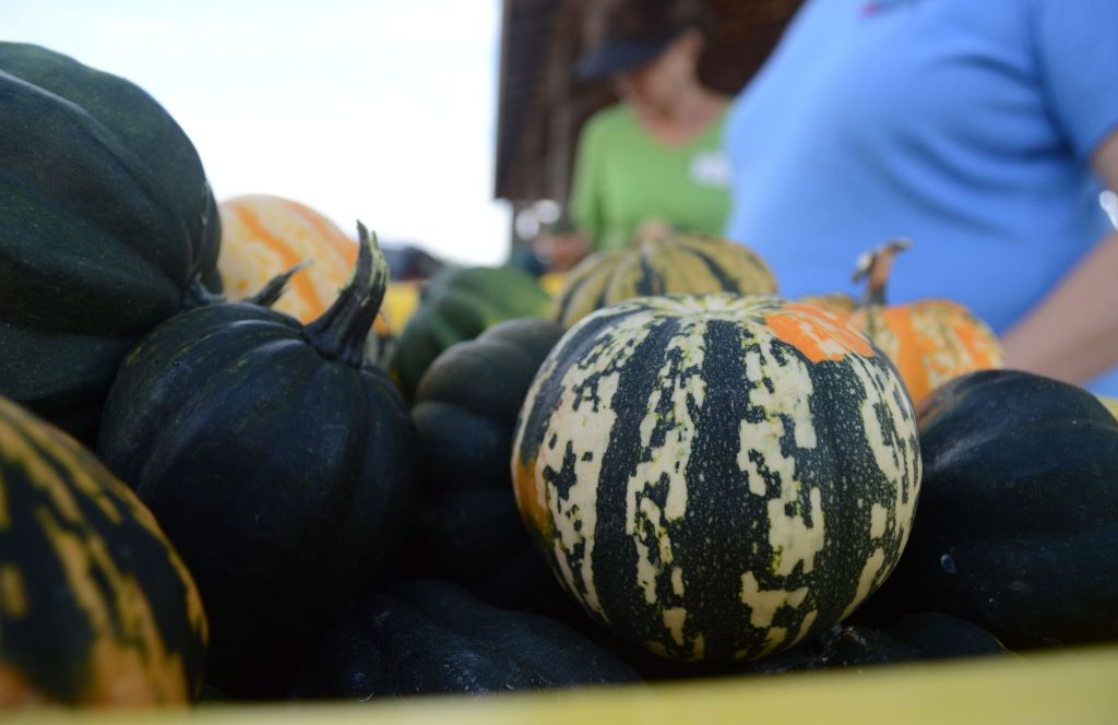 Research station trying to cut costs for winter squash - Salisbury Post ...