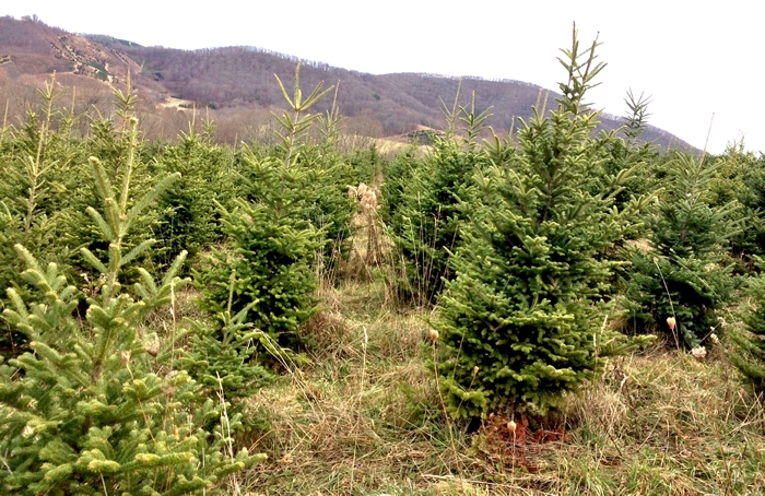 Darrell Blackwelder: It’s Christmas tree time | Salisbury Post