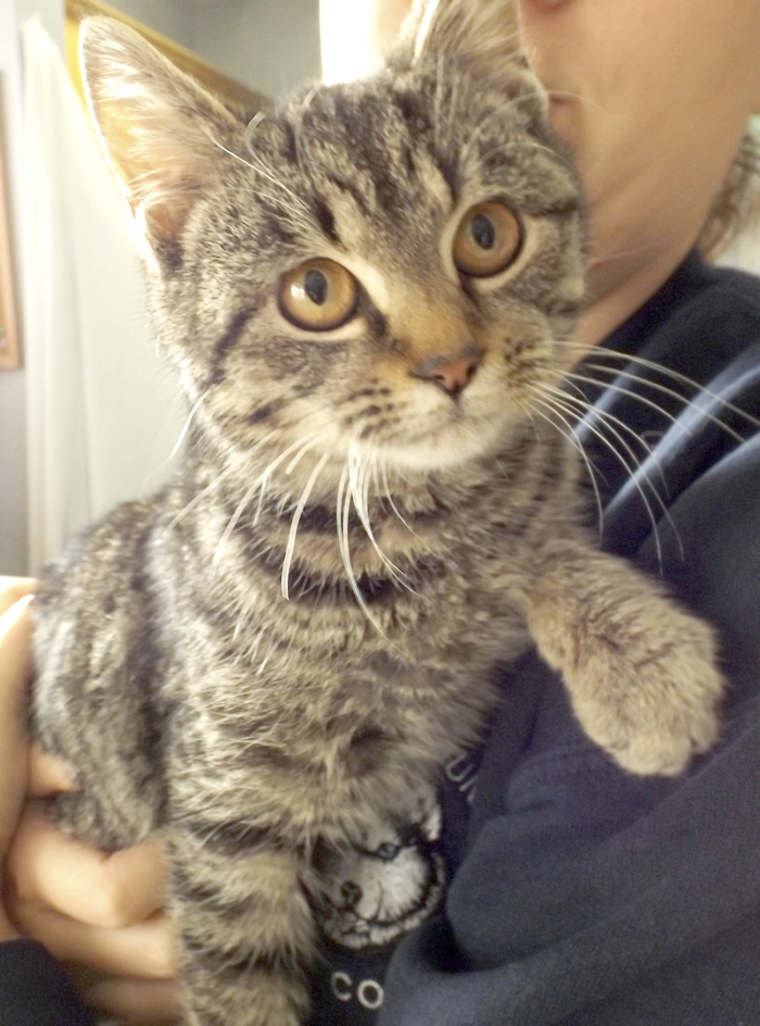 Pals with Paws: Friendly dog and kitten looking for new homes ...