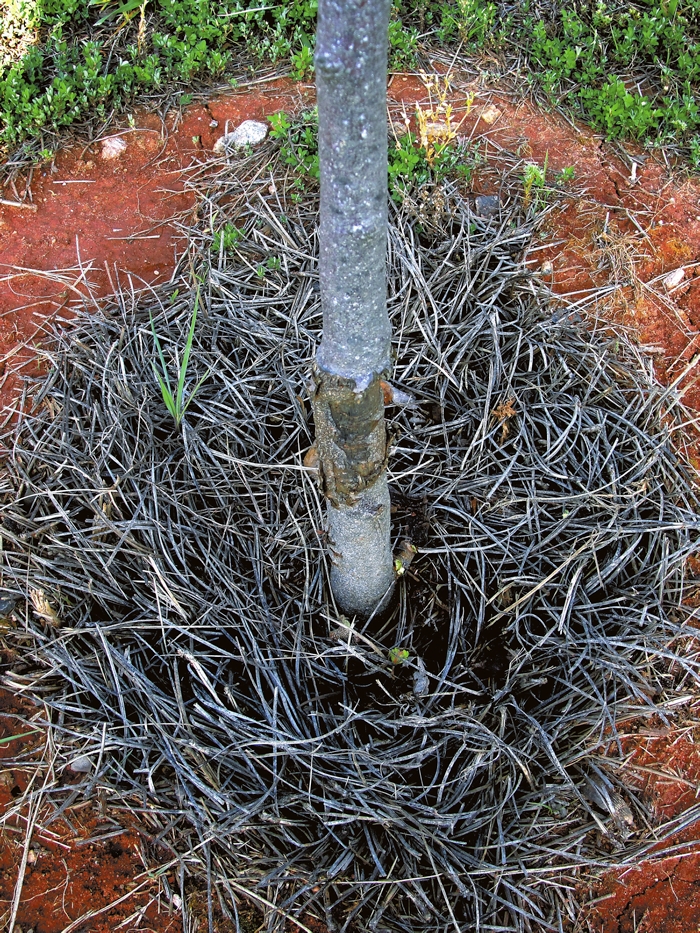 Bark damage from mowers can severely damage trees | Salisbury Post
