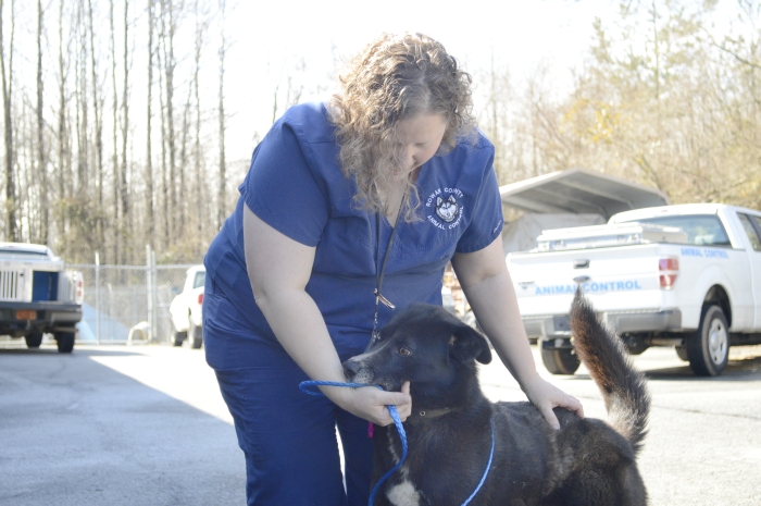 Shelter rescue groups’ work a labor of love | Salisbury Post