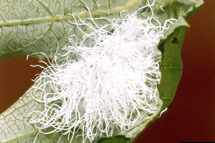 Darrell Blackwelder: Woolly aphids look alarming, do little damage ...