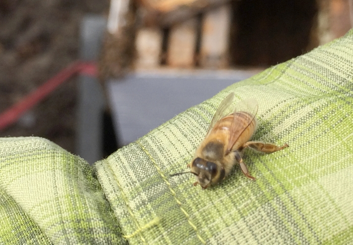 Danelle Cutting: Youth can learn to keep bees - Salisbury Post ...