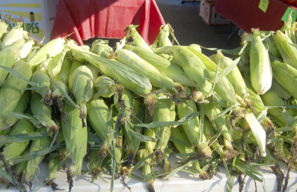 Enjoy every kernel of this season's corn - Salisbury Post | Salisbury Post