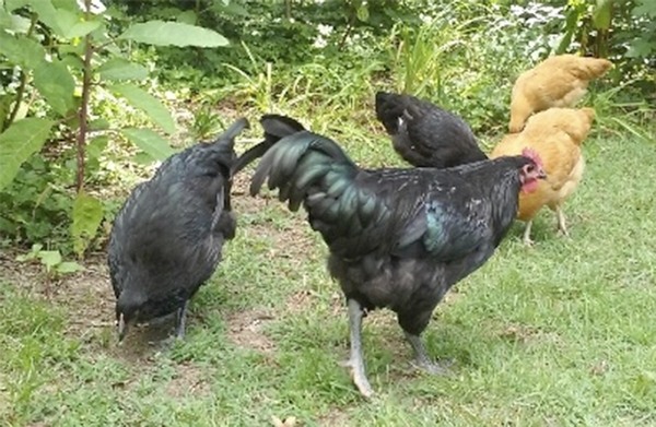 Chicken pickin’: What breed is right for you? | Salisbury Post