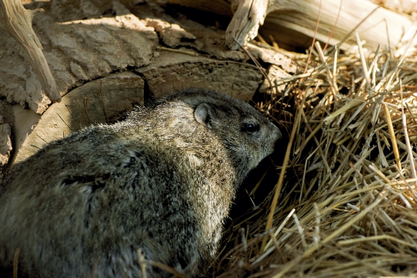 Dan Nicholas groundhog sees shadow on namesake holiday | Salisbury Post