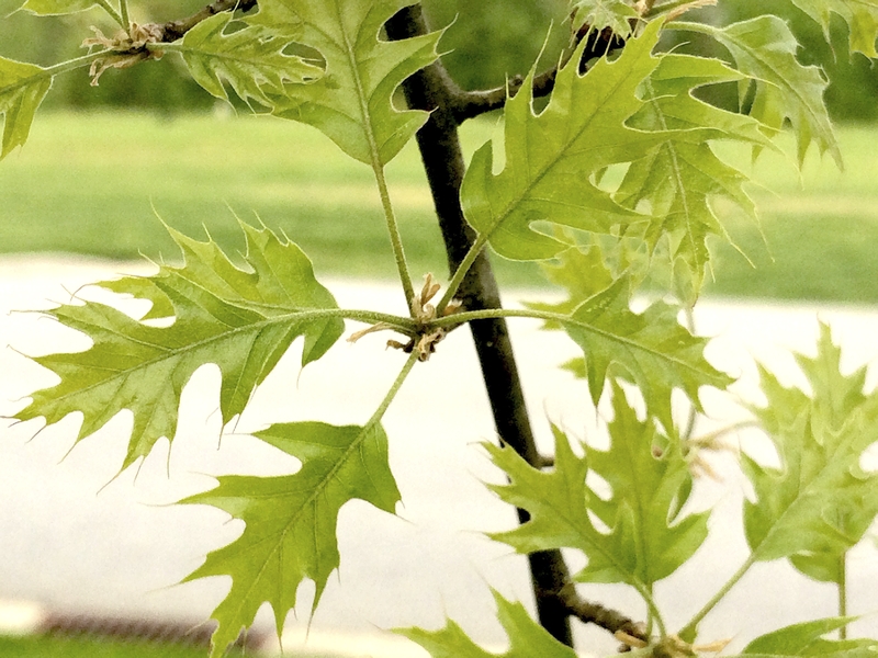 Pollen causes many gardeners spring woes | Salisbury Post