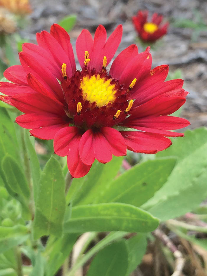 Attract more pollinators with orange in the garden - Salisbury Post ...