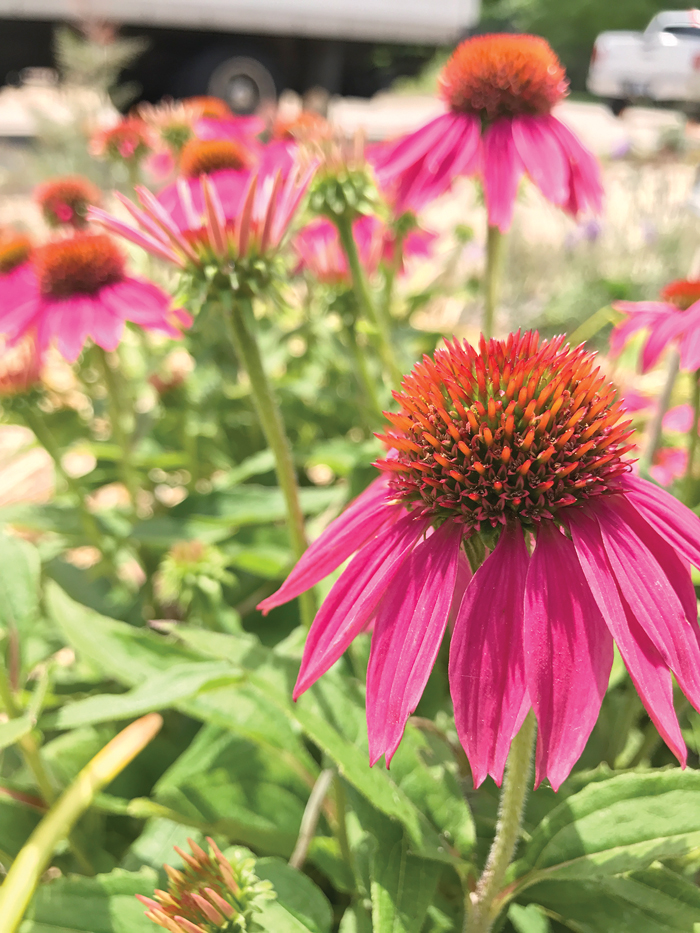 Pollinator Paradise: Bees, ladybugs and the plants they like ...