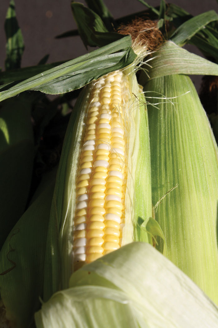 Corn is amaizing this time of year | Salisbury Post