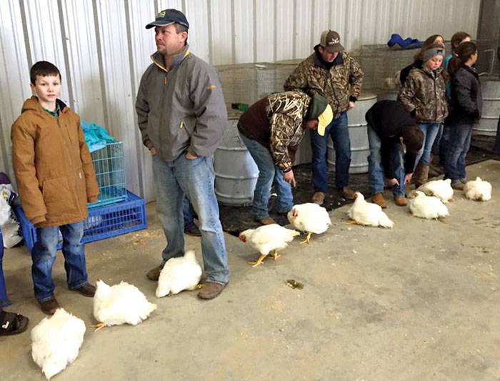 Broiler chicken show returns to the fair | Salisbury Post