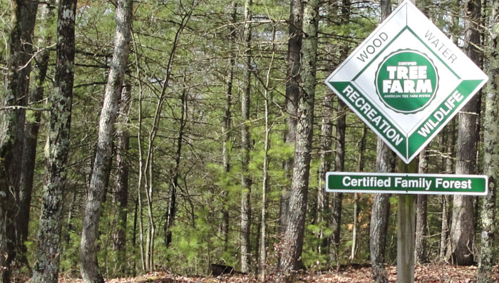 Want to start a tree farm? Some tips | Salisbury Post