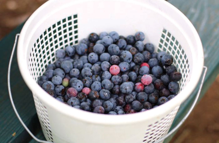 Carolina blueberry patch helps fight cancer | Salisbury Post