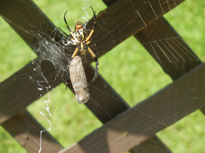 The fascinating world of orb-spinning spiders | Salisbury Post