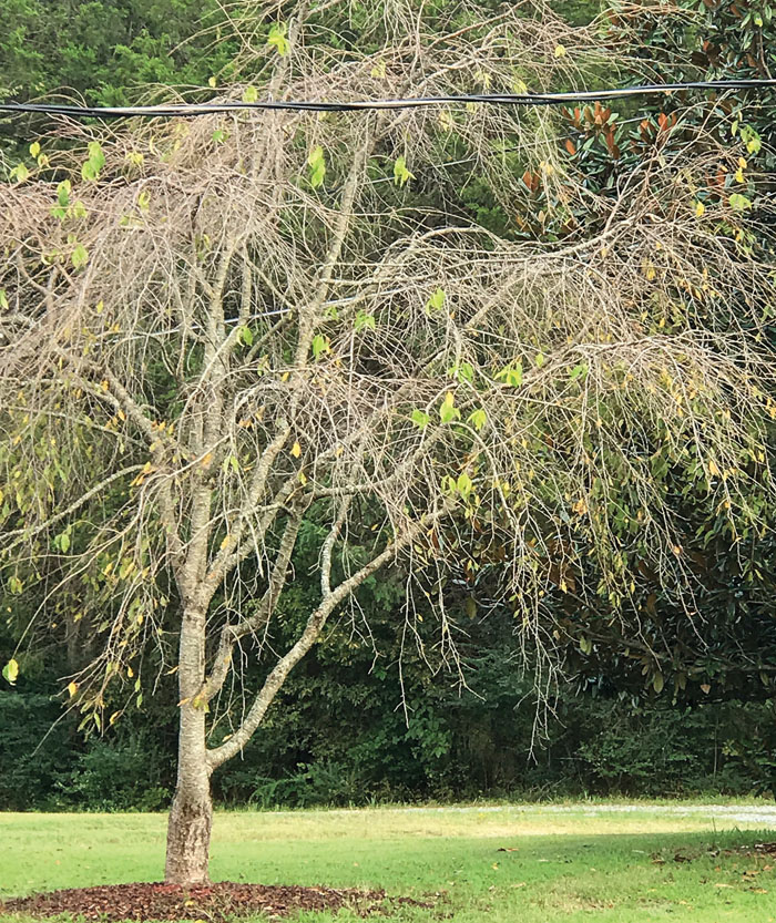 Amy-Lynn Albertson: Farm Summit has lots of answers - Salisbury Post ...