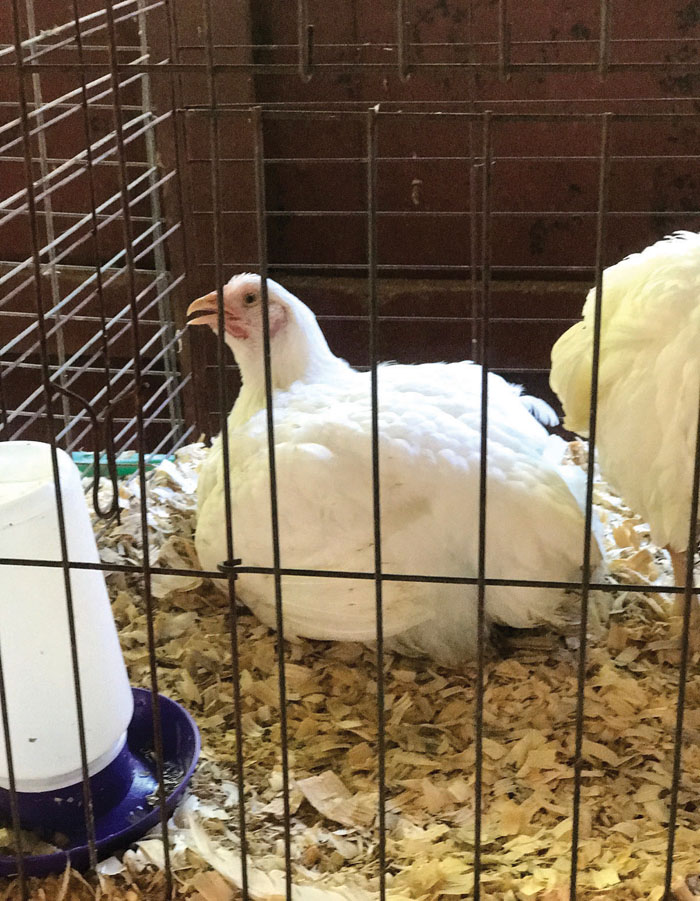 Broiler project a hit at the fair - Salisbury Post | Salisbury Post
