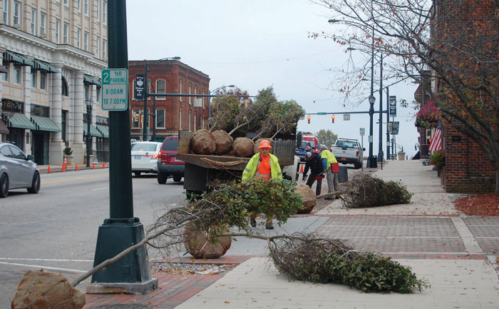 Downtown trees returning to Innes Street | Salisbury Post