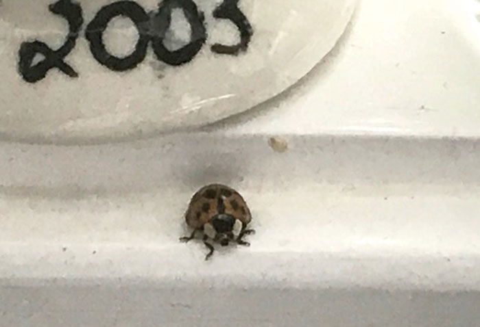 Ladybugs are coming inside to get warm | Salisbury Post