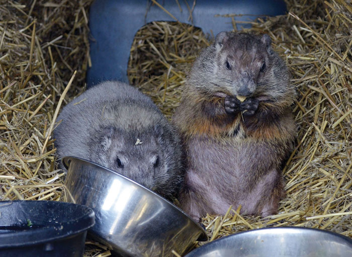Dan Nicholas Park groundhogs sleep through their big day | Salisbury Post
