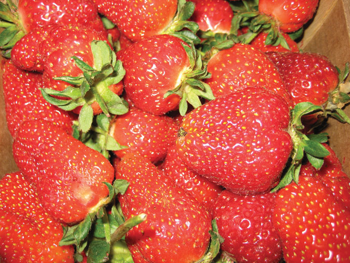 Hopes for a sweet summer — strawberries are coming in | Salisbury Post