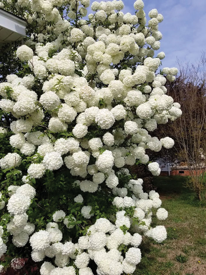 Recent rains, warmer days good for your garden - Salisbury Post ...