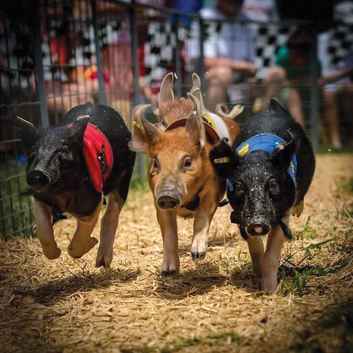 New this year: racing pigs at the Jiggy with the Piggy Festival ...