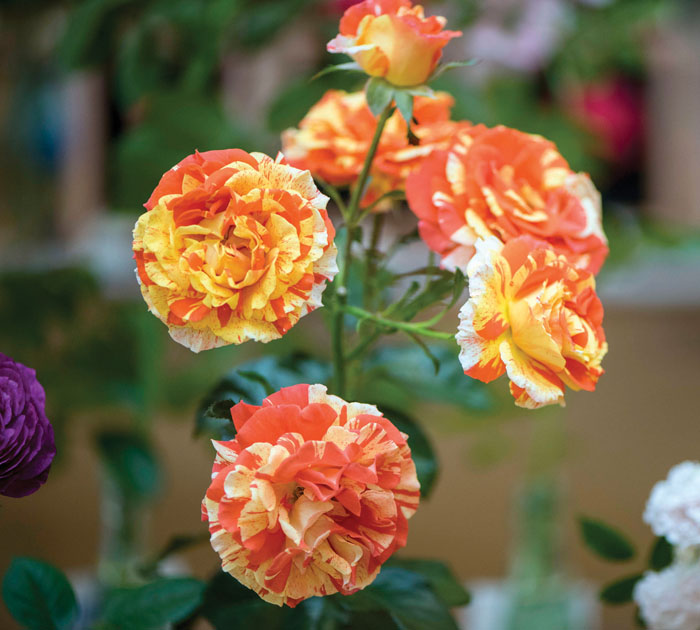 Return of the roses: Rose Show back at Salisbury Civic Center on ...