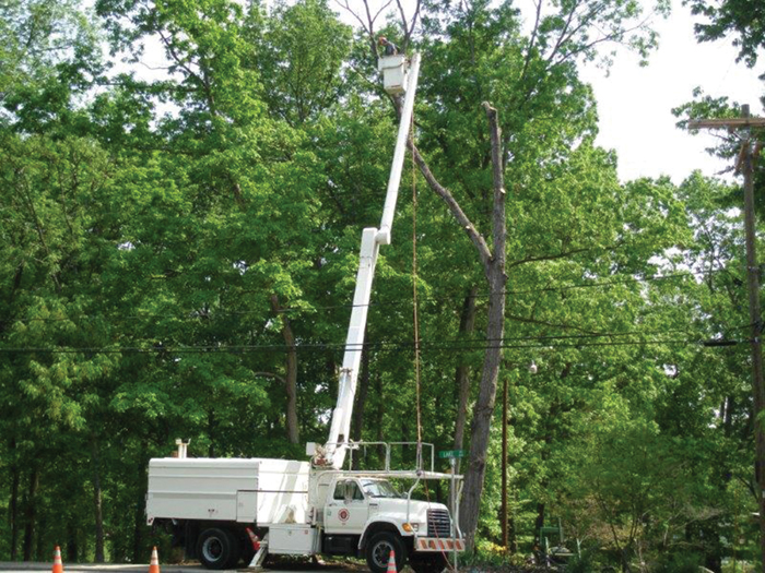 How to hire a qualified tree care professional | Salisbury Post