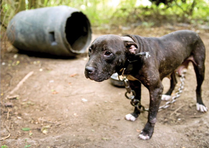 Inside the world of dog fighting: Rigorous training, vicious fights and ...