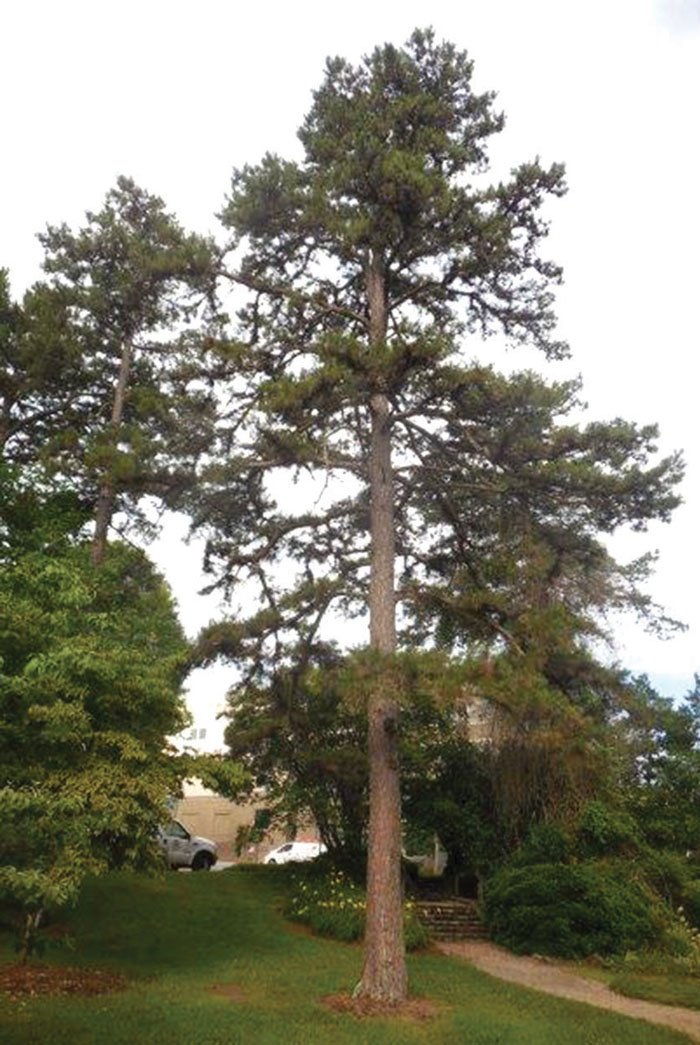 All hail the mighty pine tree | Salisbury Post