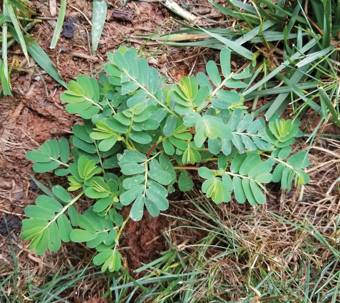 Darrell: Mimosa weed | Salisbury Post
