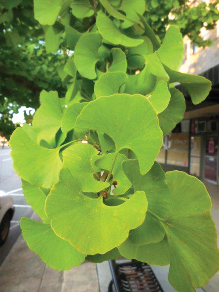 What do you know about the ginkgo tree? | Salisbury Post