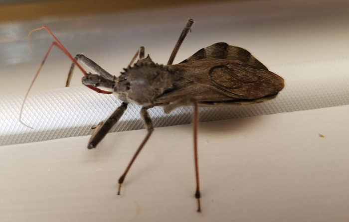Watch out for that Wheel bug bite | Salisbury Post