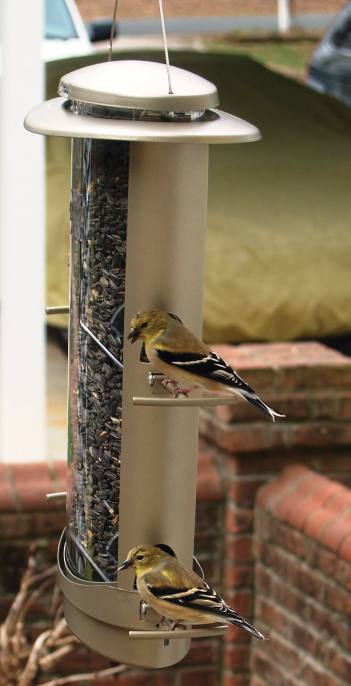 A few tips to help our winged friends | Salisbury Post