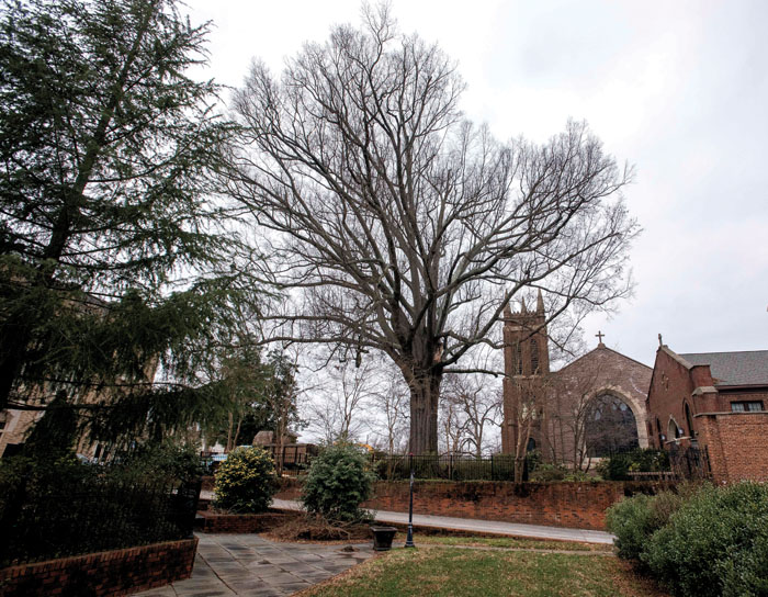 St. Luke’s Episcopal Church tree to be removed | Salisbury Post