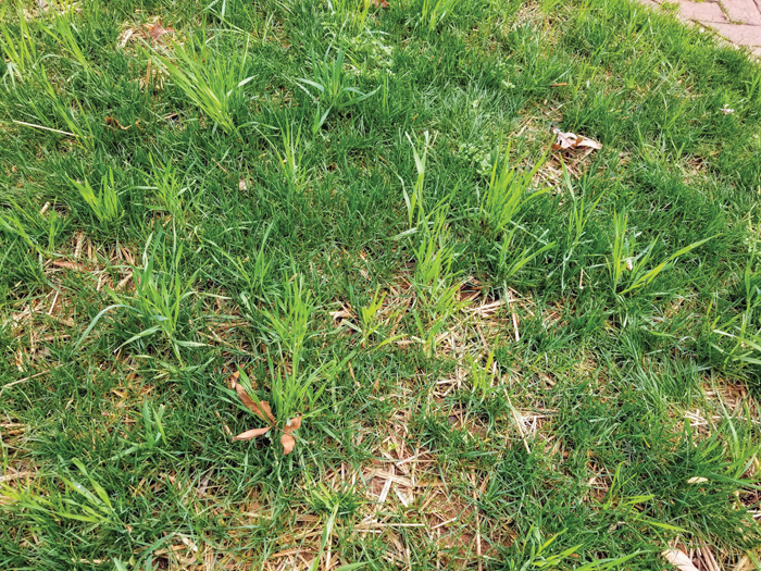 That doesn’t look like normal grass | Salisbury Post