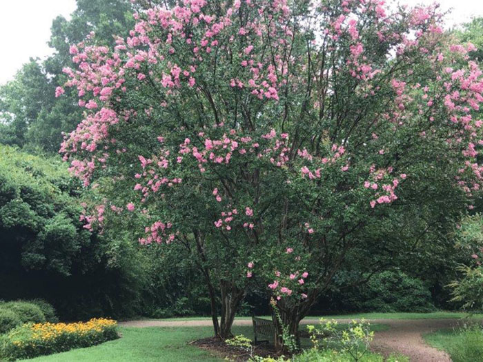 Be kind to the beautiful crape myrtle | Salisbury Post