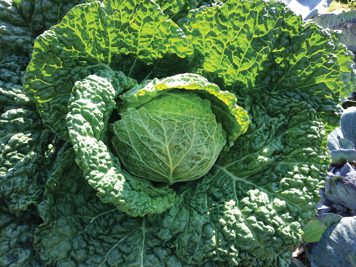 Warm weather sparks activity in nature and naturalist alike | Salisbury ...