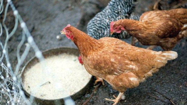 Black History Month: Chantel Johnson draws inspiration from activist ...