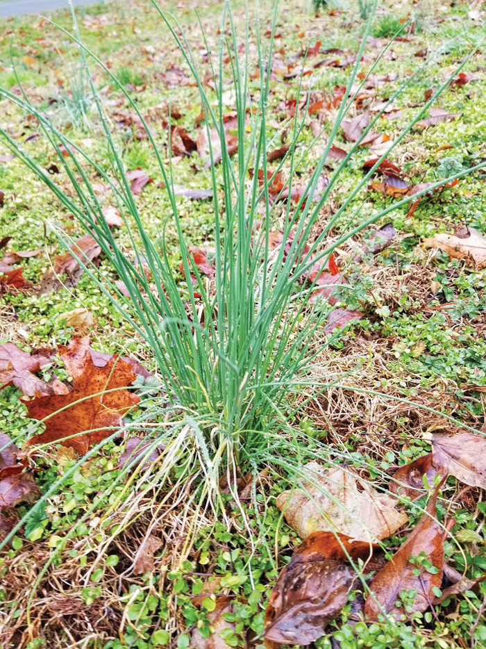 Is there hope against wild garlic? | Salisbury Post