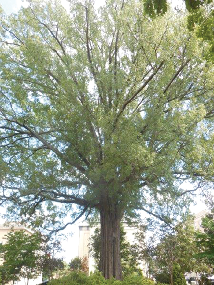What is a tree canopy and why should I care? | Salisbury Post