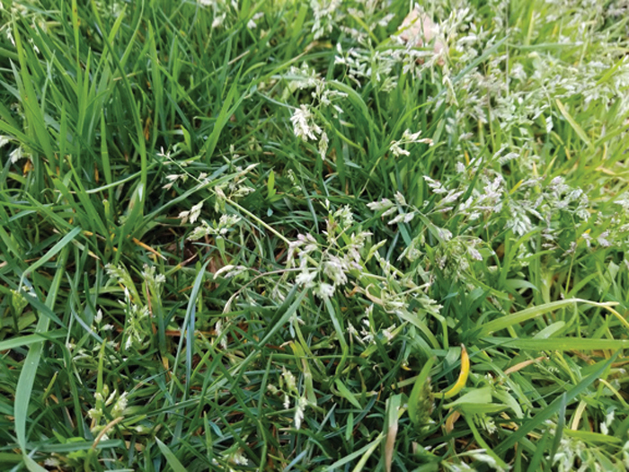 An aggressive lawn invader | Salisbury Post