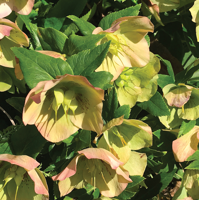 Is that a snowball in your sweet bubby bush? | Salisbury Post