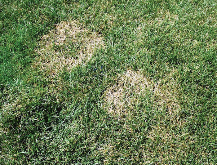 Higher heat and humidity causing brown patch | Salisbury Post
