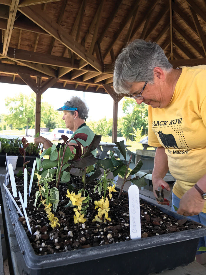Plant propagation with the Rowan County Master Gardeners | Salisbury Post