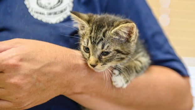 Feline flood: Animal Shelter holding more than 100 cats - Salisbury ...