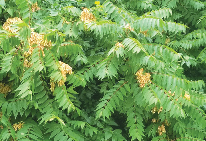 Darrell Blackwelder: Tree of Heaven turns out to be the opposite ...